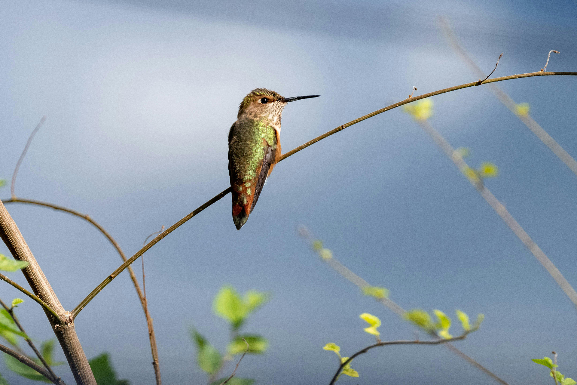 Hummingbirds of the USA – Mad on!